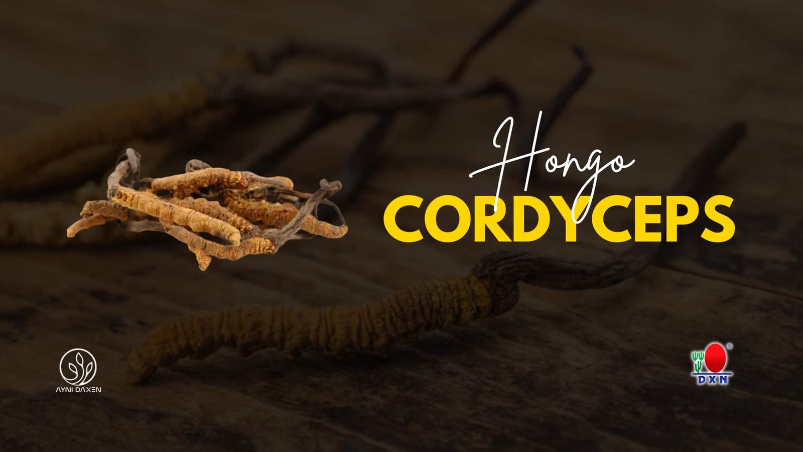 Hongo Cordyceps: el Hongo de la inmortalidad y vitalidad